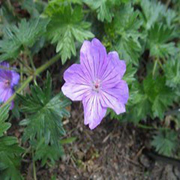 Geranium 'Blushing Turtle'_百度百科