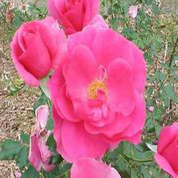 Rosa 'Country Dancer'_百度百科