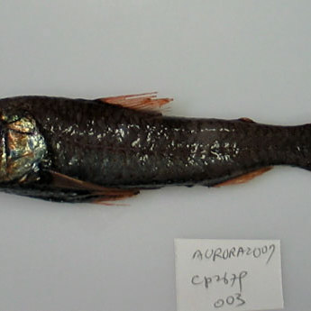 大鳞新灯鱼_百度百科