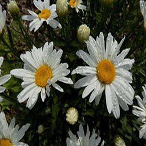 Leucanthemum × superbum 'Whoops-a-Daisy'_百度百科
