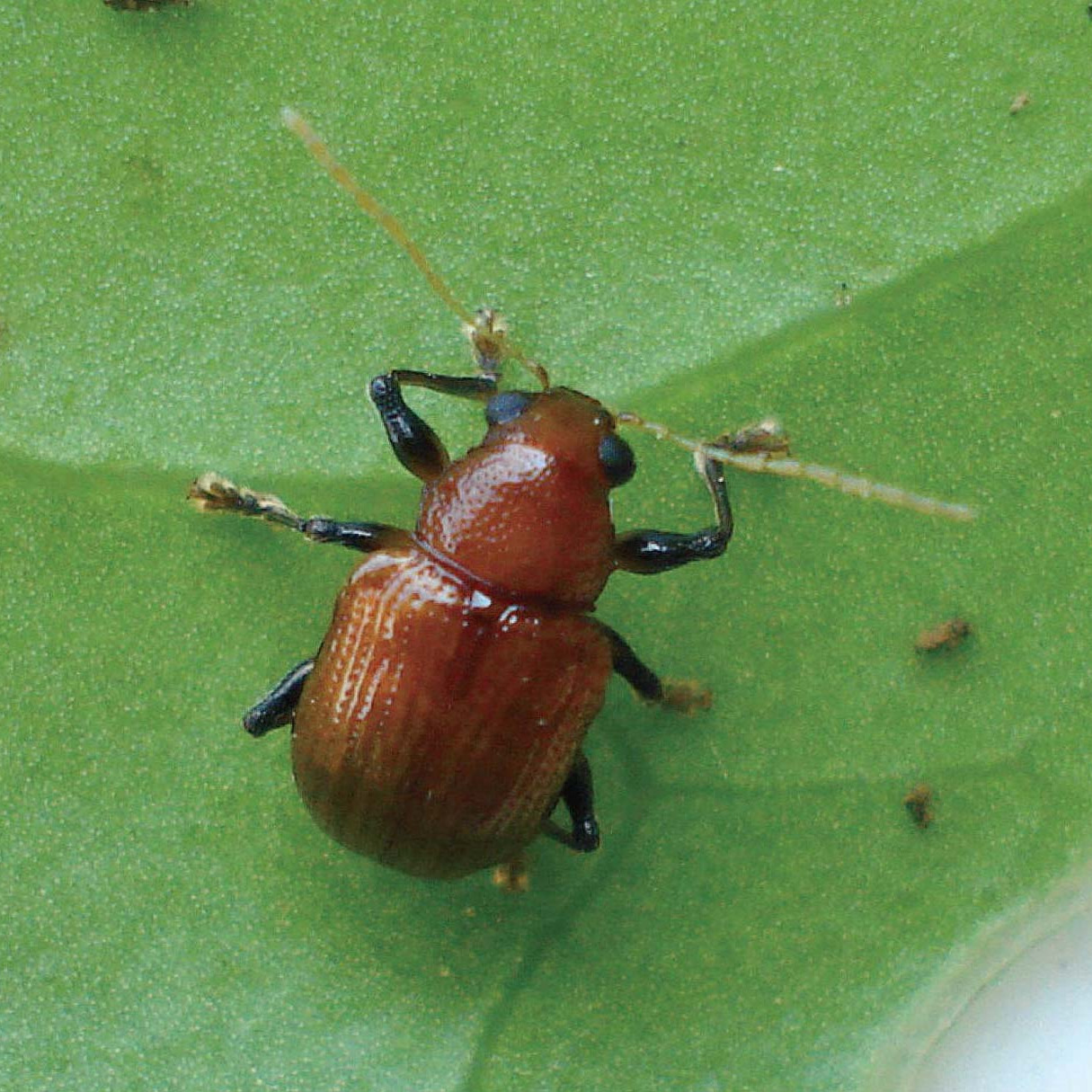 棕角胸叶甲_百度百科