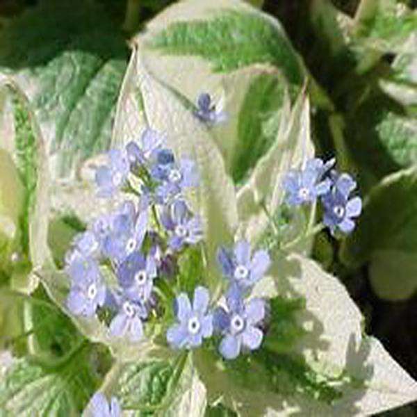 Brunnera macrophylla 'Dawson's White'_百度百科