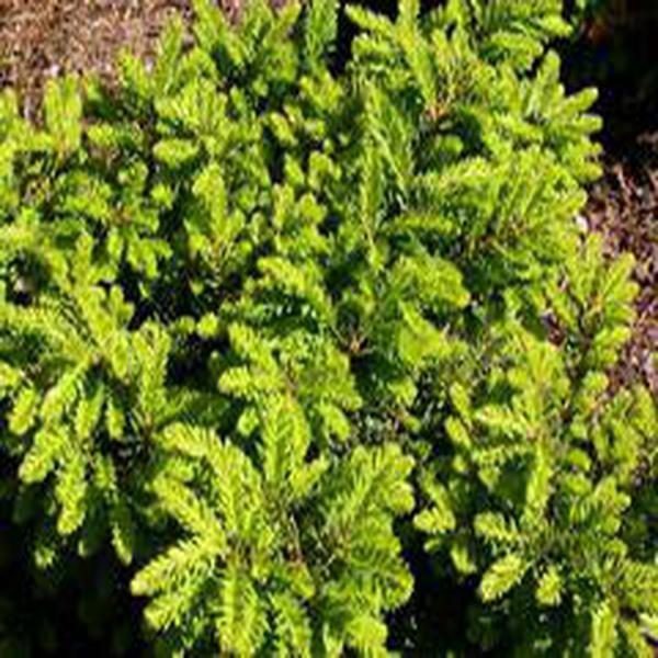 Taxus cuspidata 'Monloo' EMERALD SPREADER_百度百科