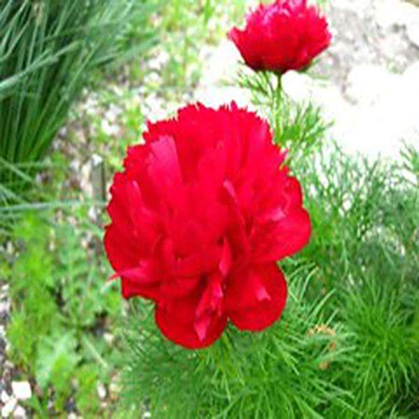 Paeonia tenuifolia 'Flore-Plena'_百度百科