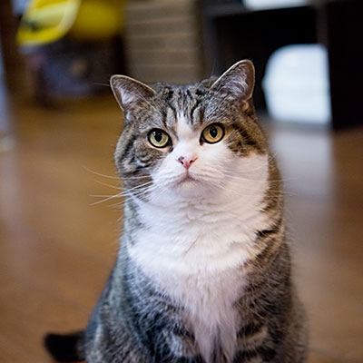 Mugumogu_百度百科