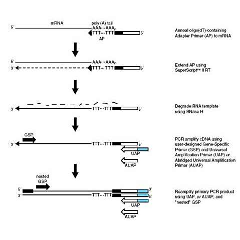cDNA文库_百度百科
