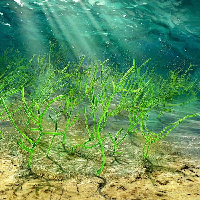 Proterocladus Antiquus_百度百科