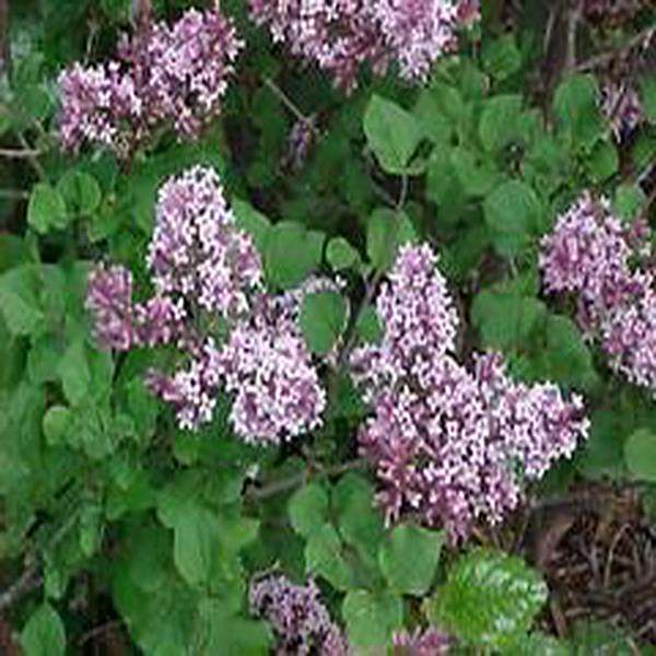 Syringa meyeri var. spontanea（木犀科植物）_百度百科