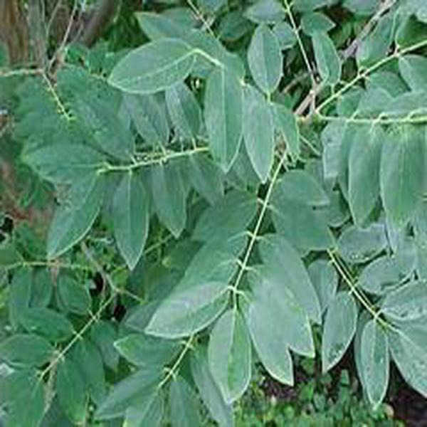 Maackia amurensis_百度百科