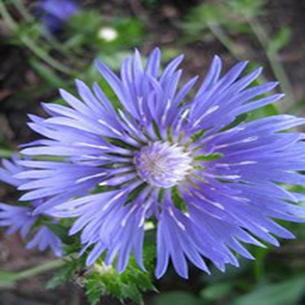 Stokesia laevis 'Mel's Blue'_百度百科