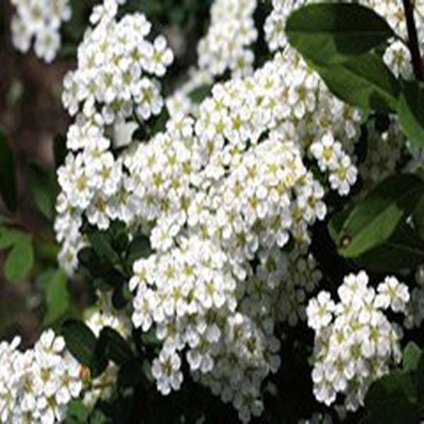 Spiraea nipponica var. tosaensis_百度百科