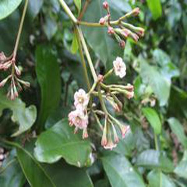 Pisonia umbellifera_百度百科