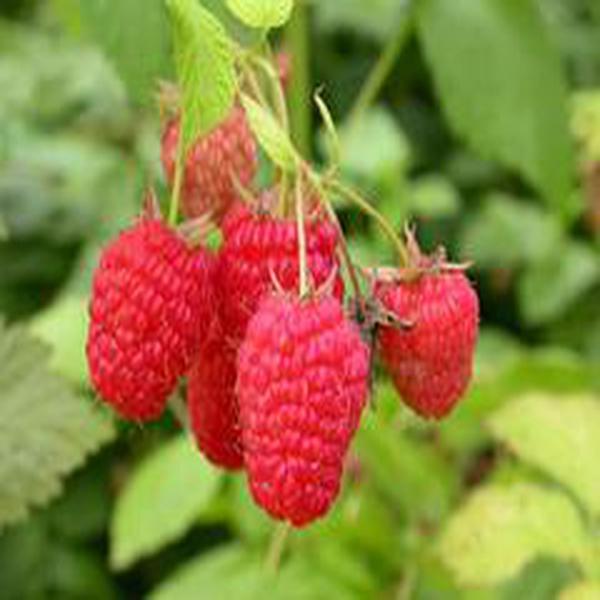 Rubus idaeus 'Improved Titan'_百度百科