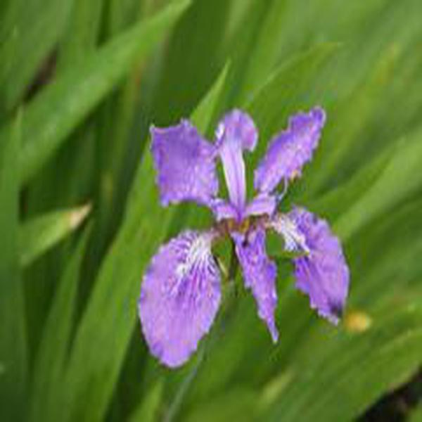 Iris wattii（鸢尾科植物）_百度百科