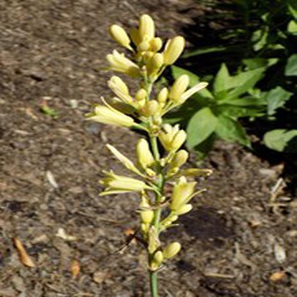 Hesperaloe parviflora (yellow form)_百度百科