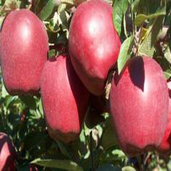 Malus pumila 'Campbell Spur' STARKRIMSON RED DELICIOUS_百度百科