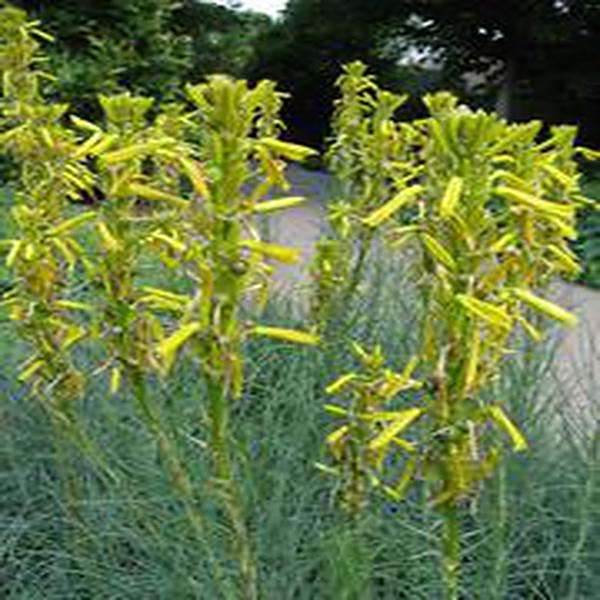 Asphodeline lutea_百度百科