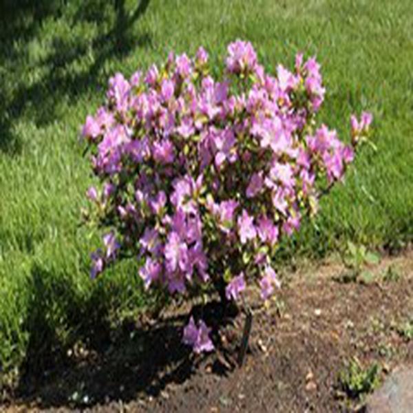 Rhododendron 'Robles' ENCORE AUTUMN LILAC_百度百科