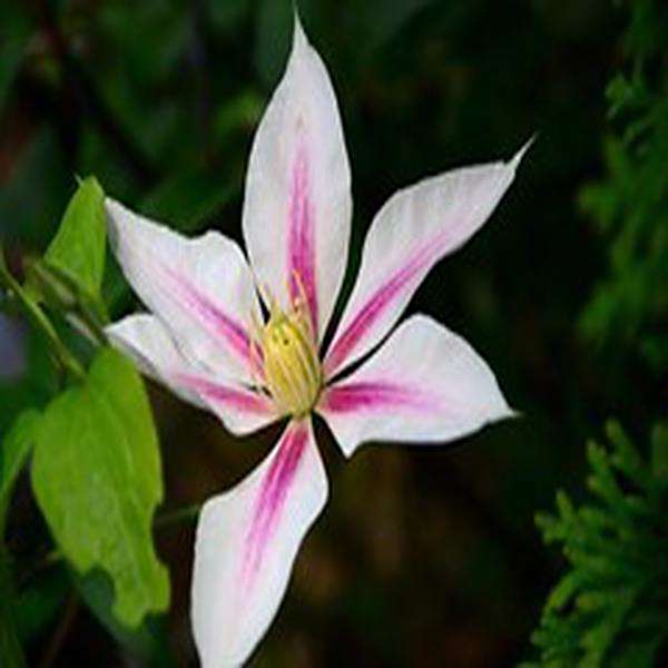 Clematis 'Andromeda'_百度百科