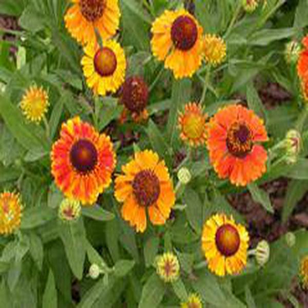 Helenium 'Helbro' MARDI GRAS_百度百科