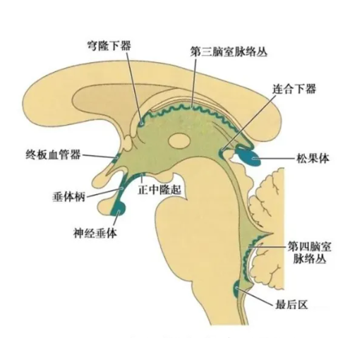 hypothalamic sulcus 中文