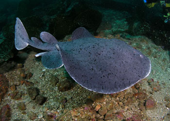 电鳐目_百度百科