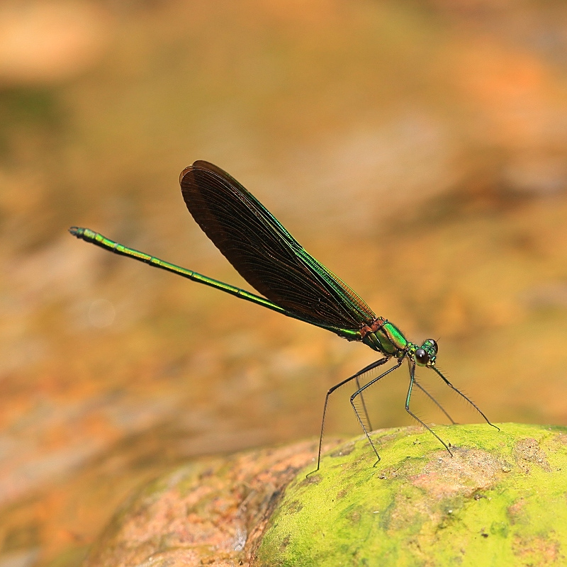 透顶色蟌_百度百科