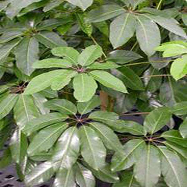 Schefflera actinophylla_百度百科