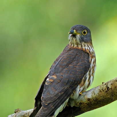 棕腹杜鹃_百度百科