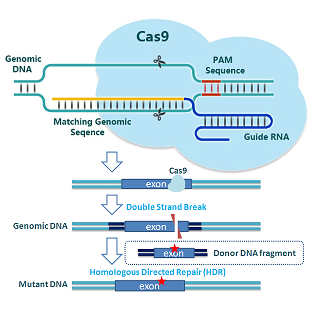 CRISPR-Cas9_百度百科