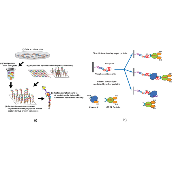 Grb2蛋白_百度百科