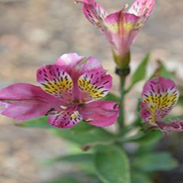 Alstroemeria 'Pacific Sunset Dark Pink'_百度百科