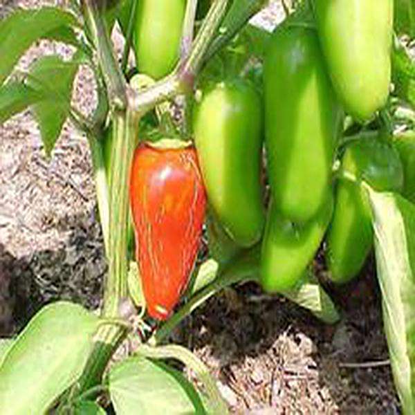 Capsicum annuum (Hot Pepper Group)_百度百科