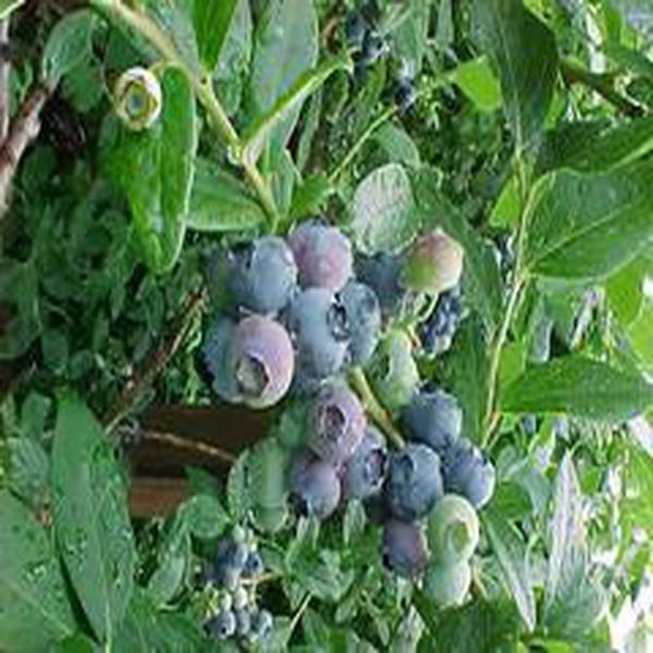 Vaccinium corymbosum 'Jersey'_百度百科