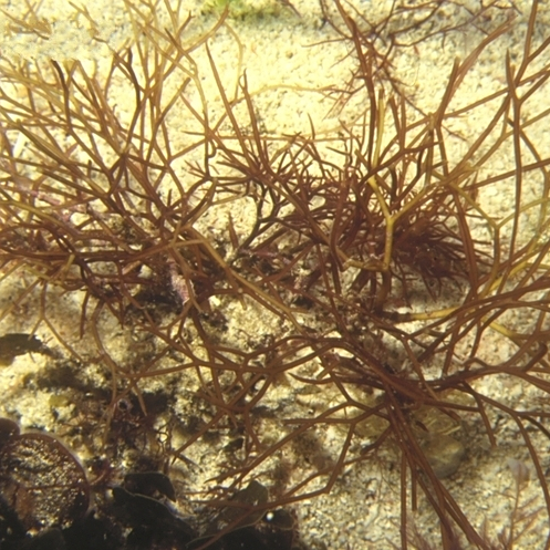 丝状厚线藻_百度百科