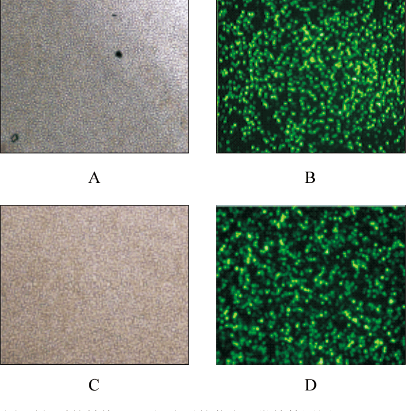jurkat细胞_百度百科