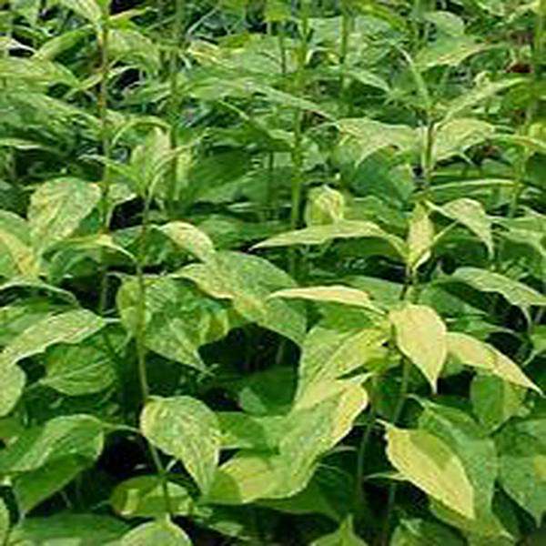 Solidago 'Gold Spangles'_百度百科