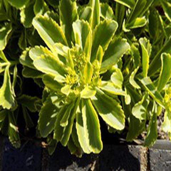 Sedum 'Cutting Edge'_百度百科