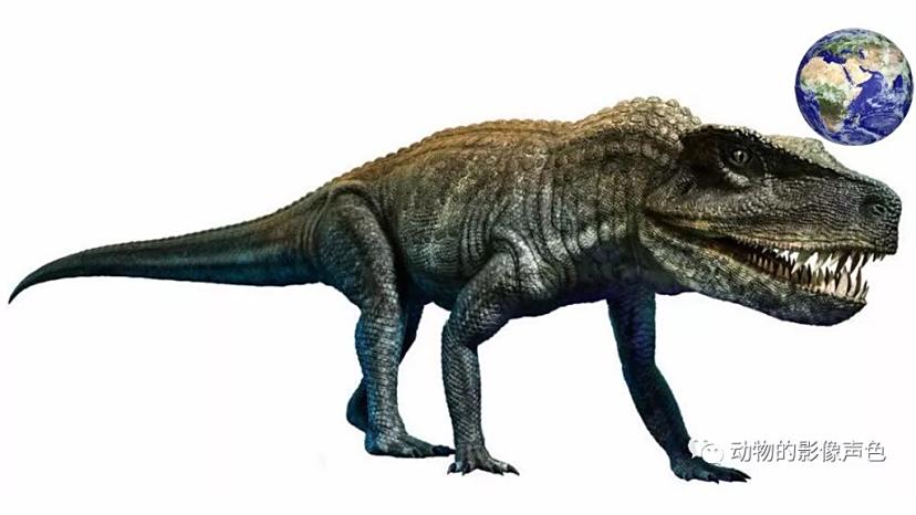 波斯特鳄_百度百科