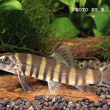 壮体沙鳅_百度百科